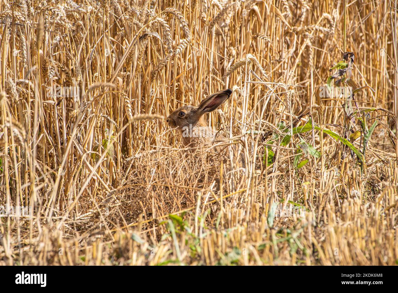 A brown hare in a wheat field, Southport, Lancashire, UK Stock Photo ...