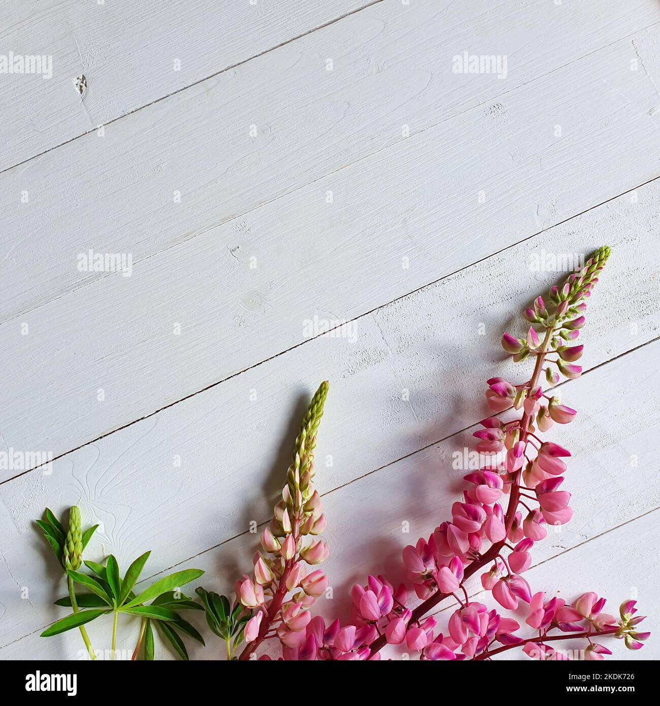 Pink lupins on a vintage white wooden background. Top view of lupine ...