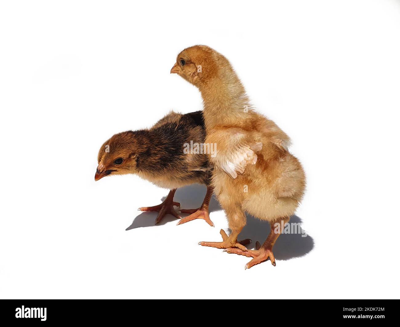 Two brown chicken chicks, small hens, two weeks old. Small brown ...
