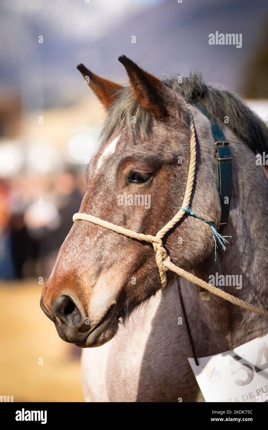 Fira del cavall de puigcerdÃ hi-res stock photography and images - Alamy