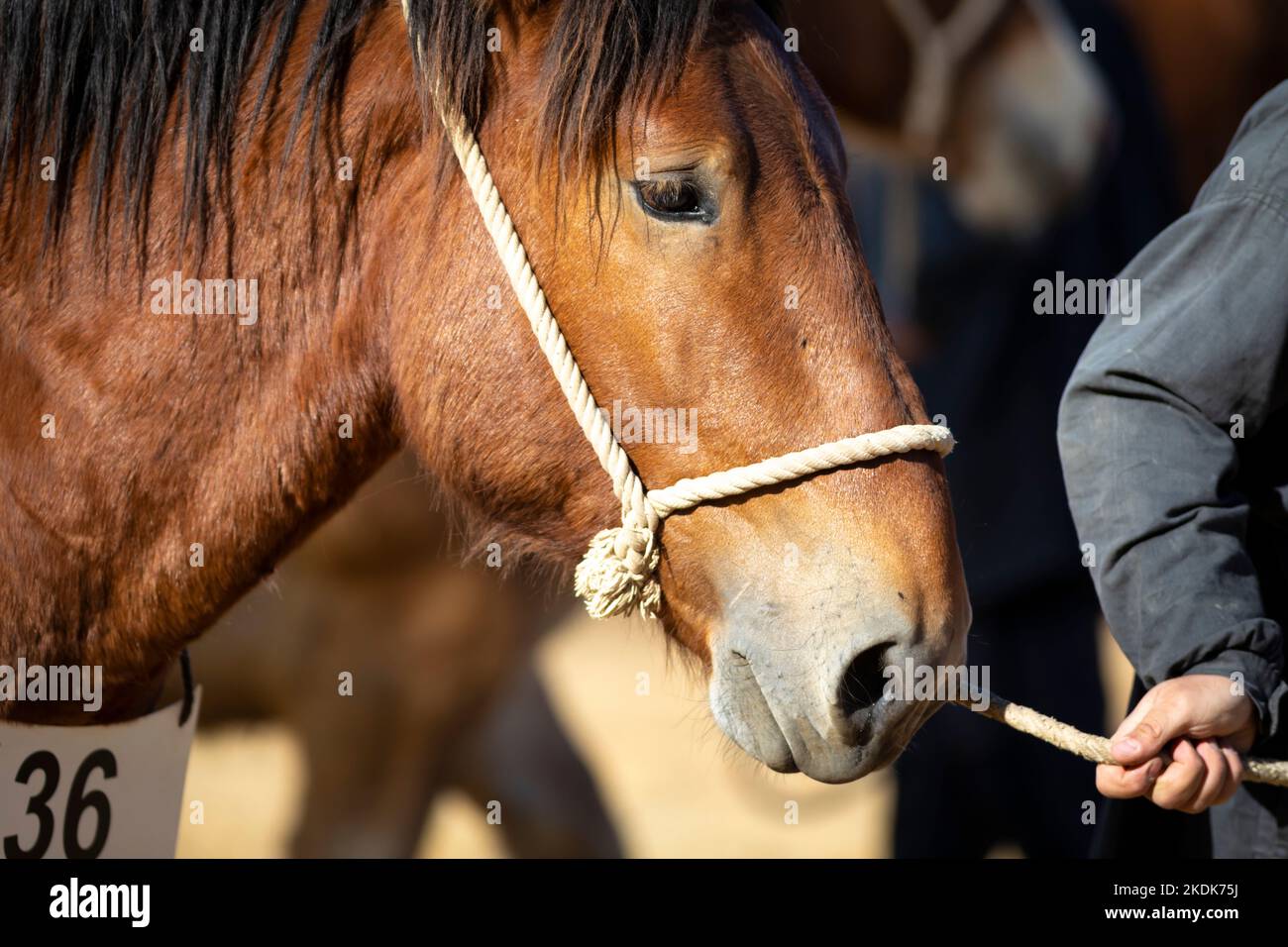 Fira del cavall de puigcerdÃ hi-res stock photography and images - Alamy