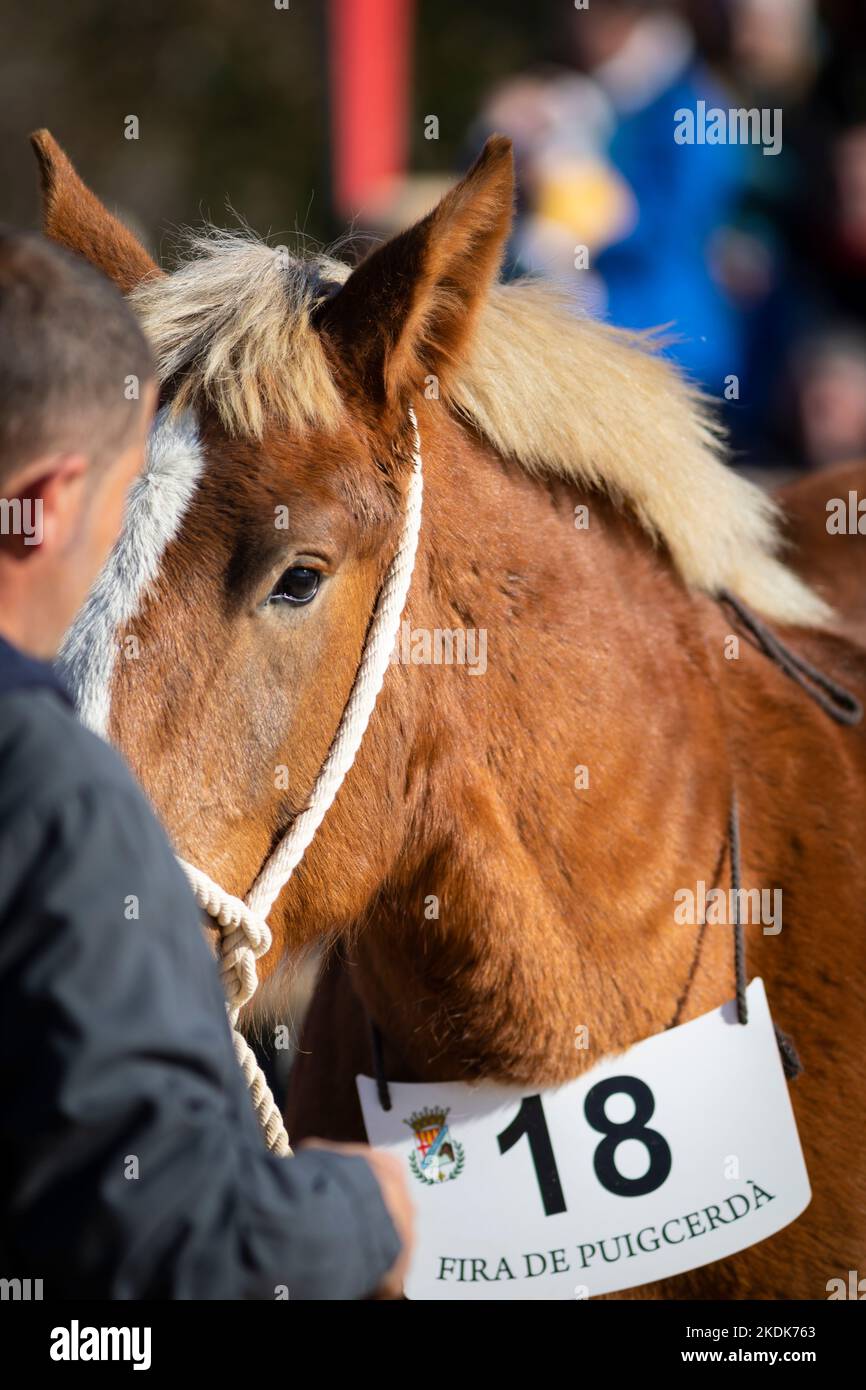 Mare portrait. Fira del Cavall de Puigcerdà (Puigcerdà's Horse Fair ...