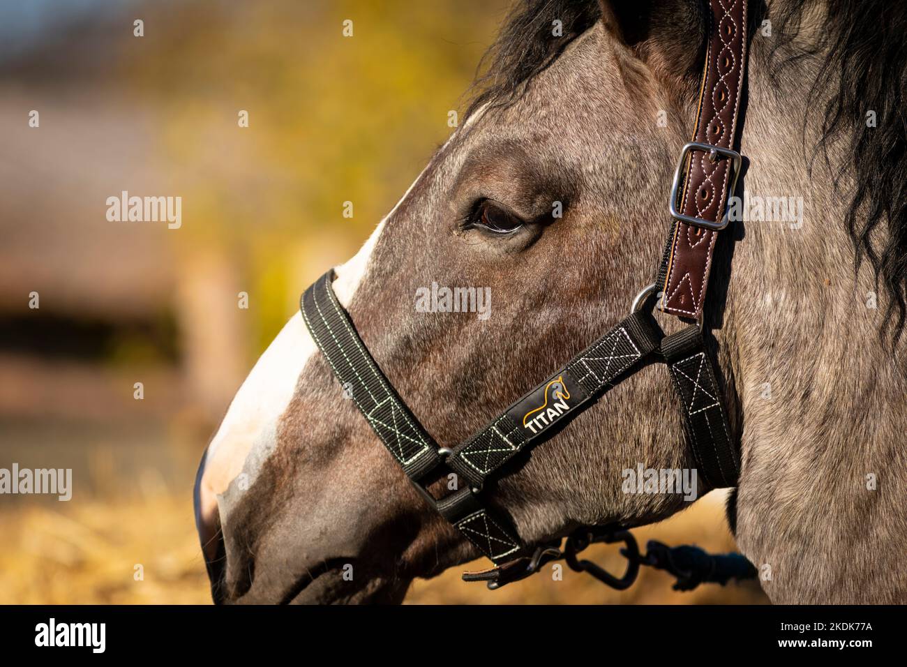 Draft horse / draught horse stalion portrait. Fira del Cavall de ...