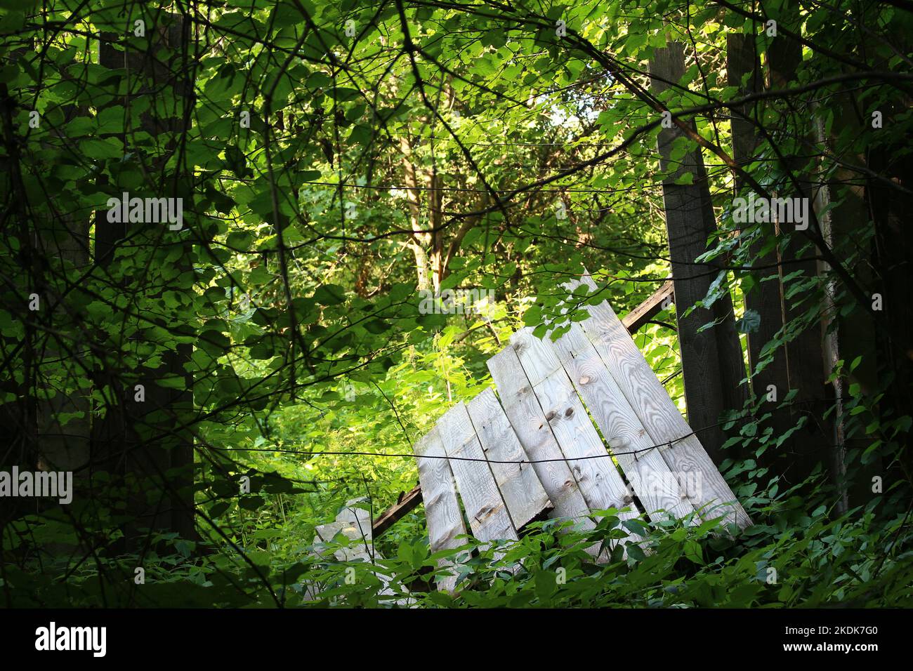 A collapsed section of the fence made of boards, climbing into a ...