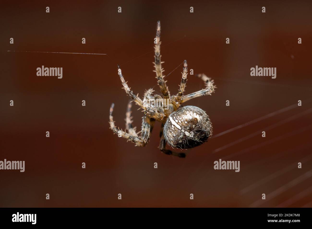 A Garden Cross orb spider in a garden, Hanbury, Burton-on-Trent ...