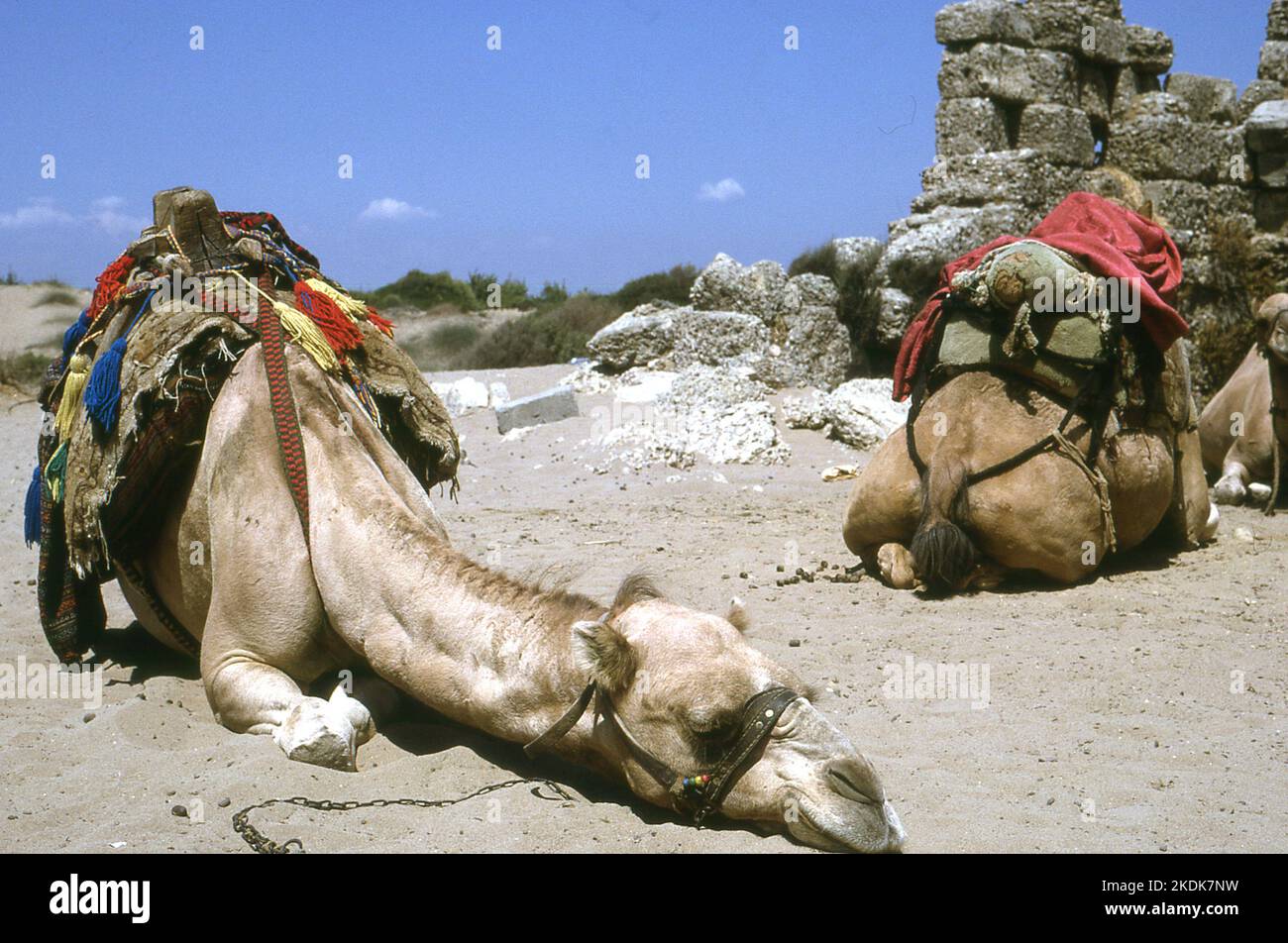 Camel sleeping hi-res stock photography and images - Alamy