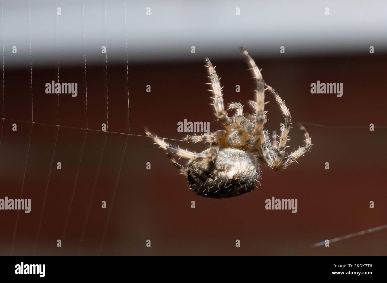 A Garden Cross orb spider in a garden, Hanbury, Burton-on-Trent ...