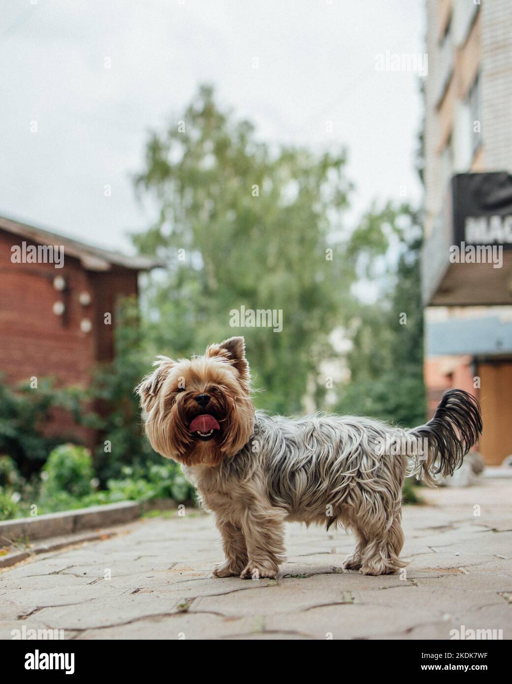 Little cute yorkshire terrier dog on walk outdoors. Shaggy uncombed dog ...