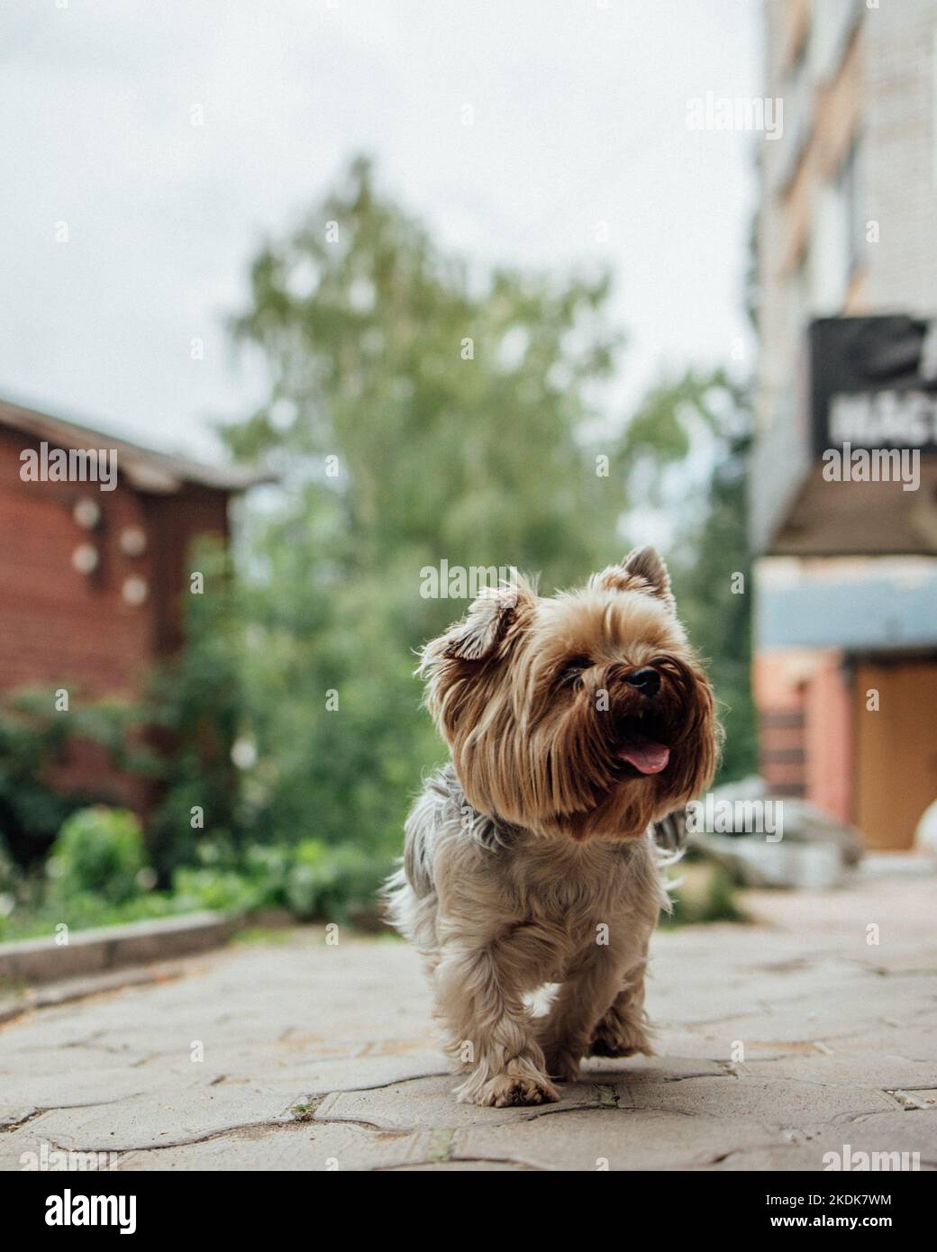 Little cute yorkshire terrier dog on walk outdoors. Shaggy uncombed dog ...