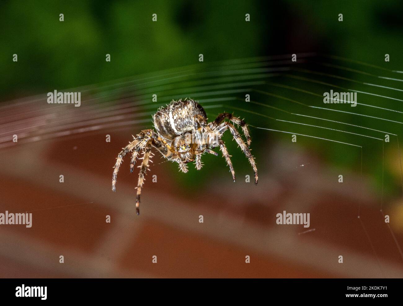 A Garden Cross orb spider in a garden, Hanbury, Burton-on-Trent ...