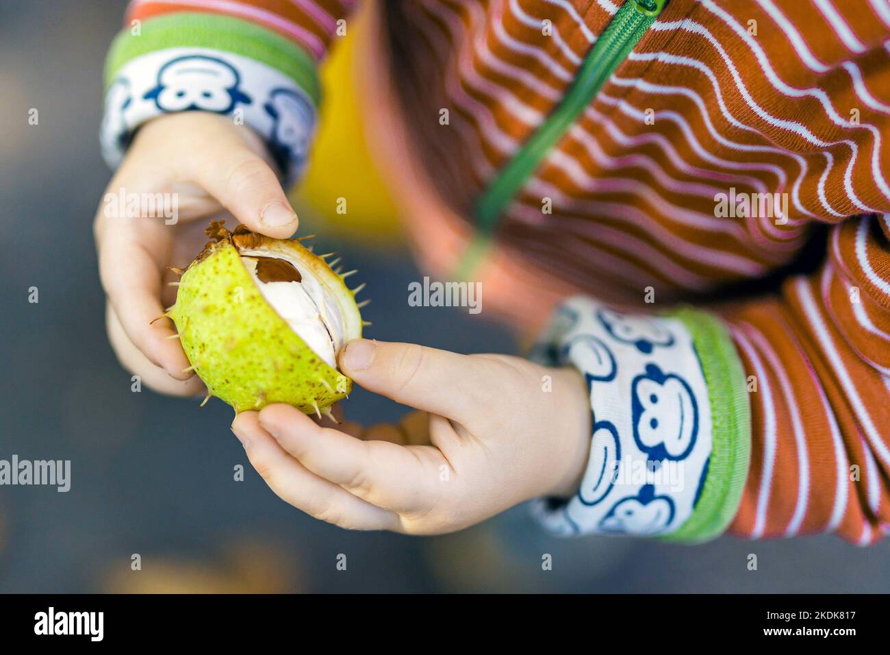 Bonn, Deutschland. 04th Oct, 2022. Autumn fruits. Copyright: Ute ...