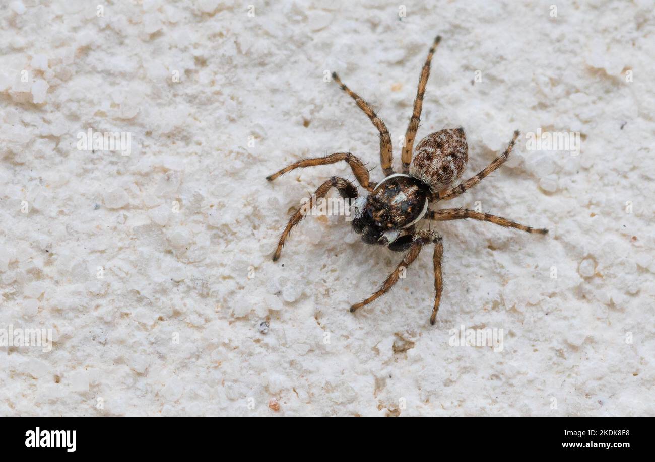 Half edged wall jumping spider hi-res stock photography and images - Alamy