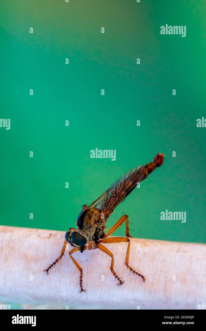 Asilinae, Robber Fly with copy space and a Natural background in ...