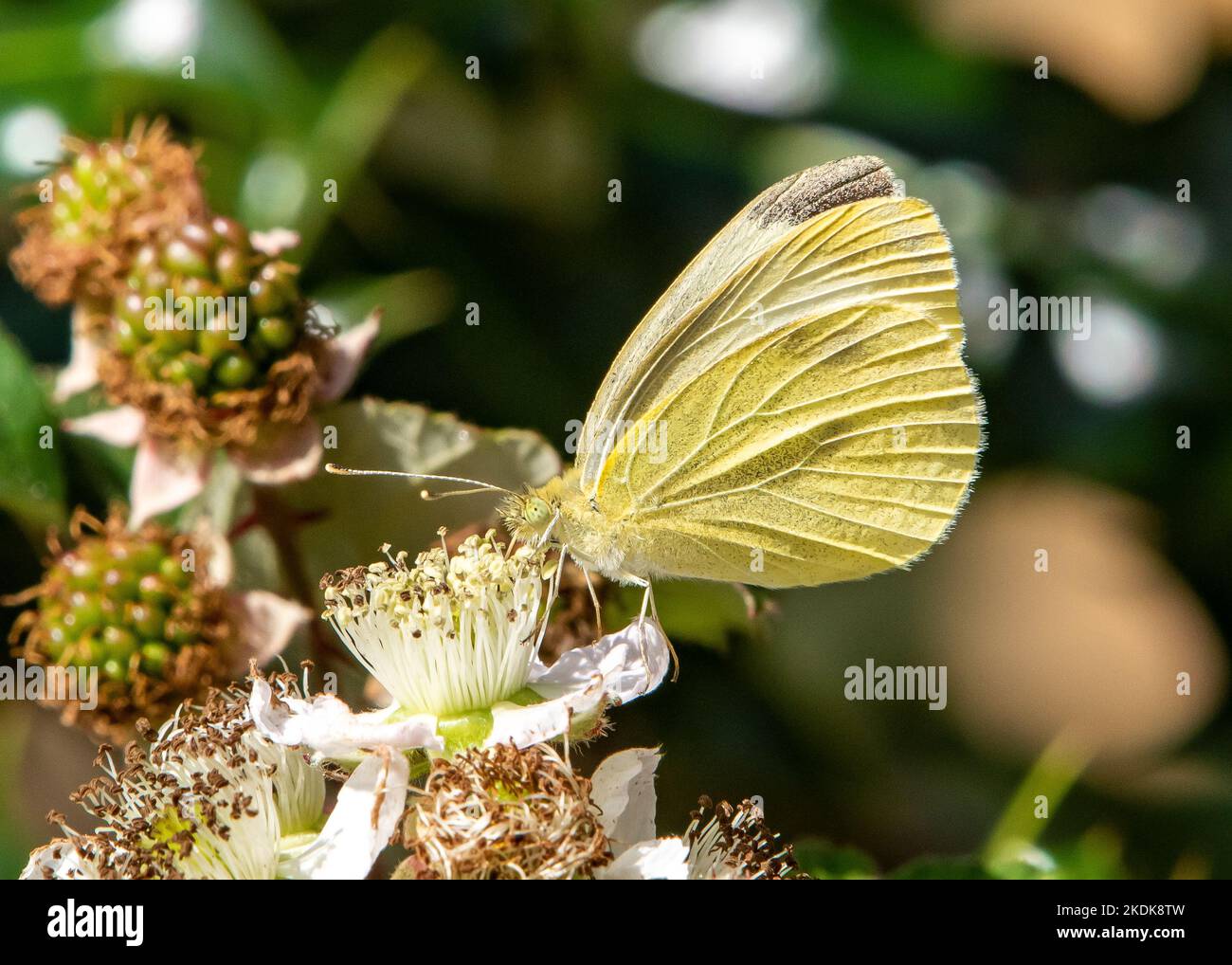 Butterfly insect green hi-res stock photography and images - Alamy