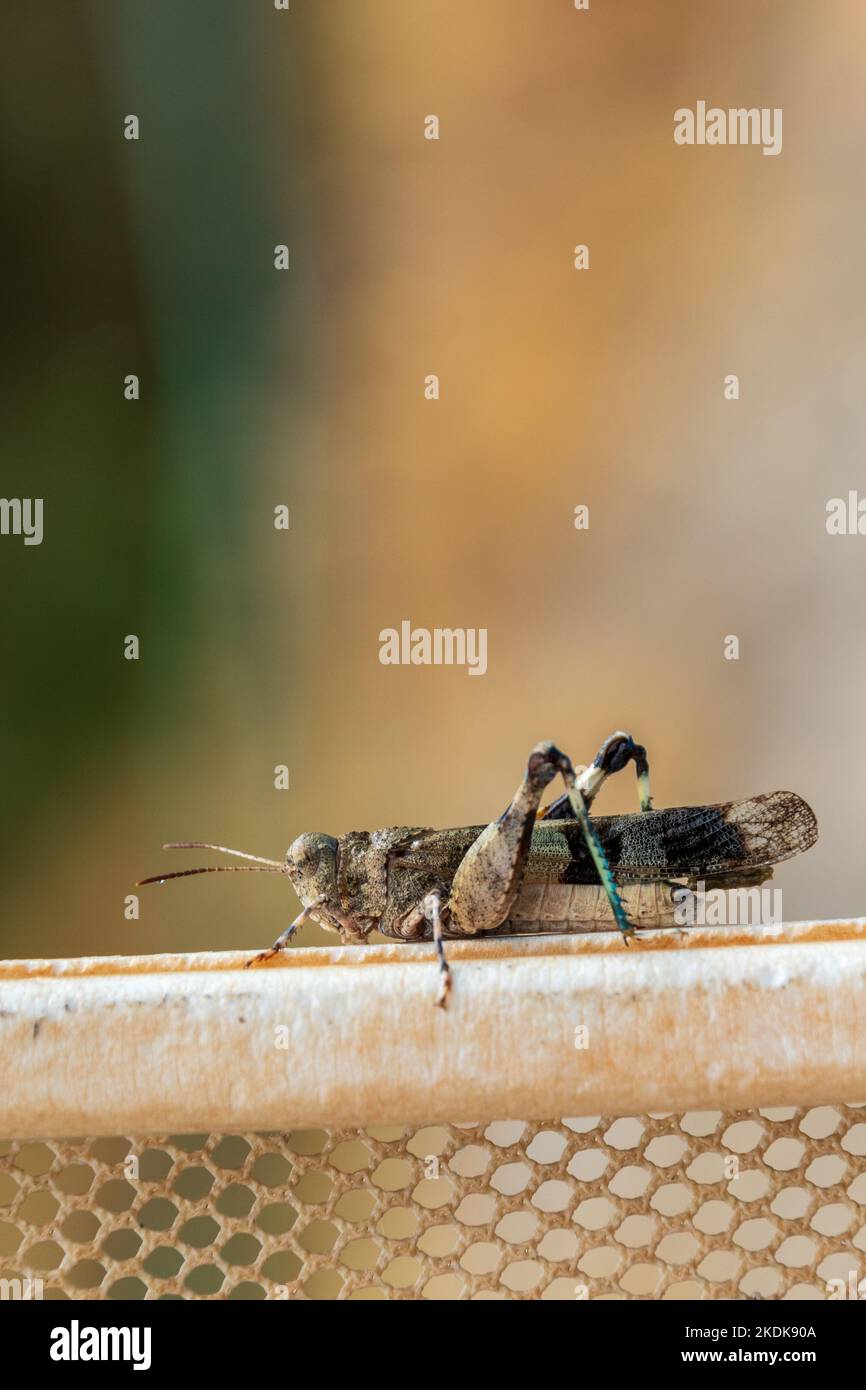 Oedipoda caerulescens, Blue-winged Grasshopper with copy space and a ...
