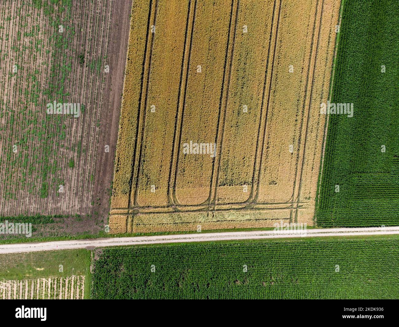 driving lanes of a tractor in a yellow corn field with a path nearby ...