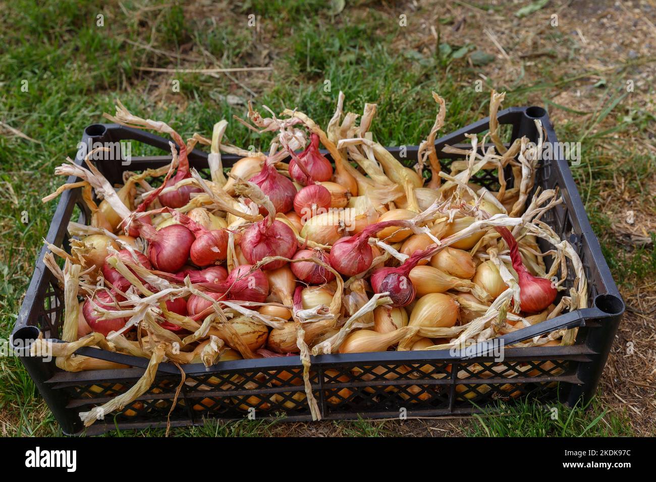 Plastic crate red ripe organic hi-res stock photography and images - Alamy