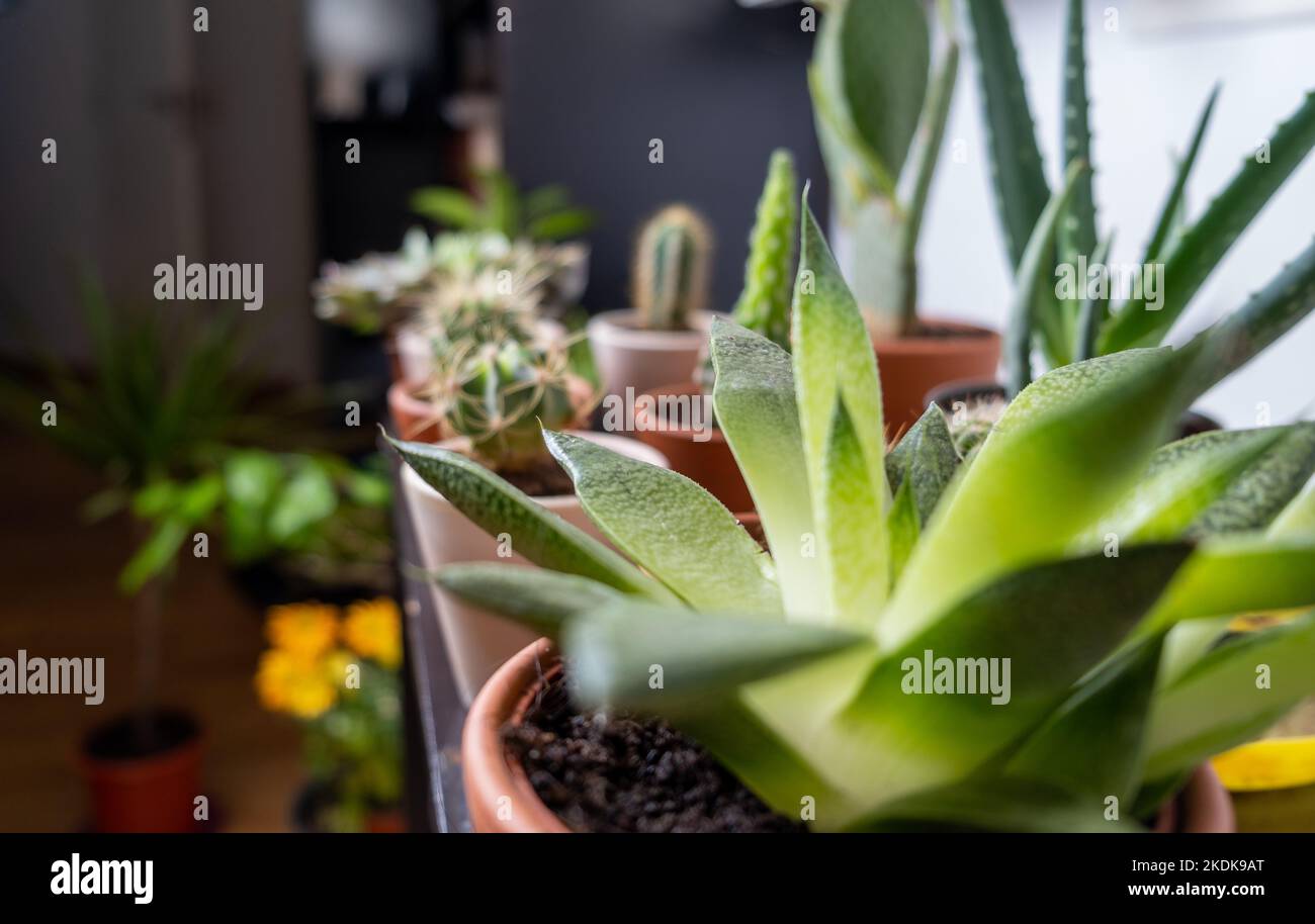 A group of potted cactus plant. Collection of succulents plant in pot ...