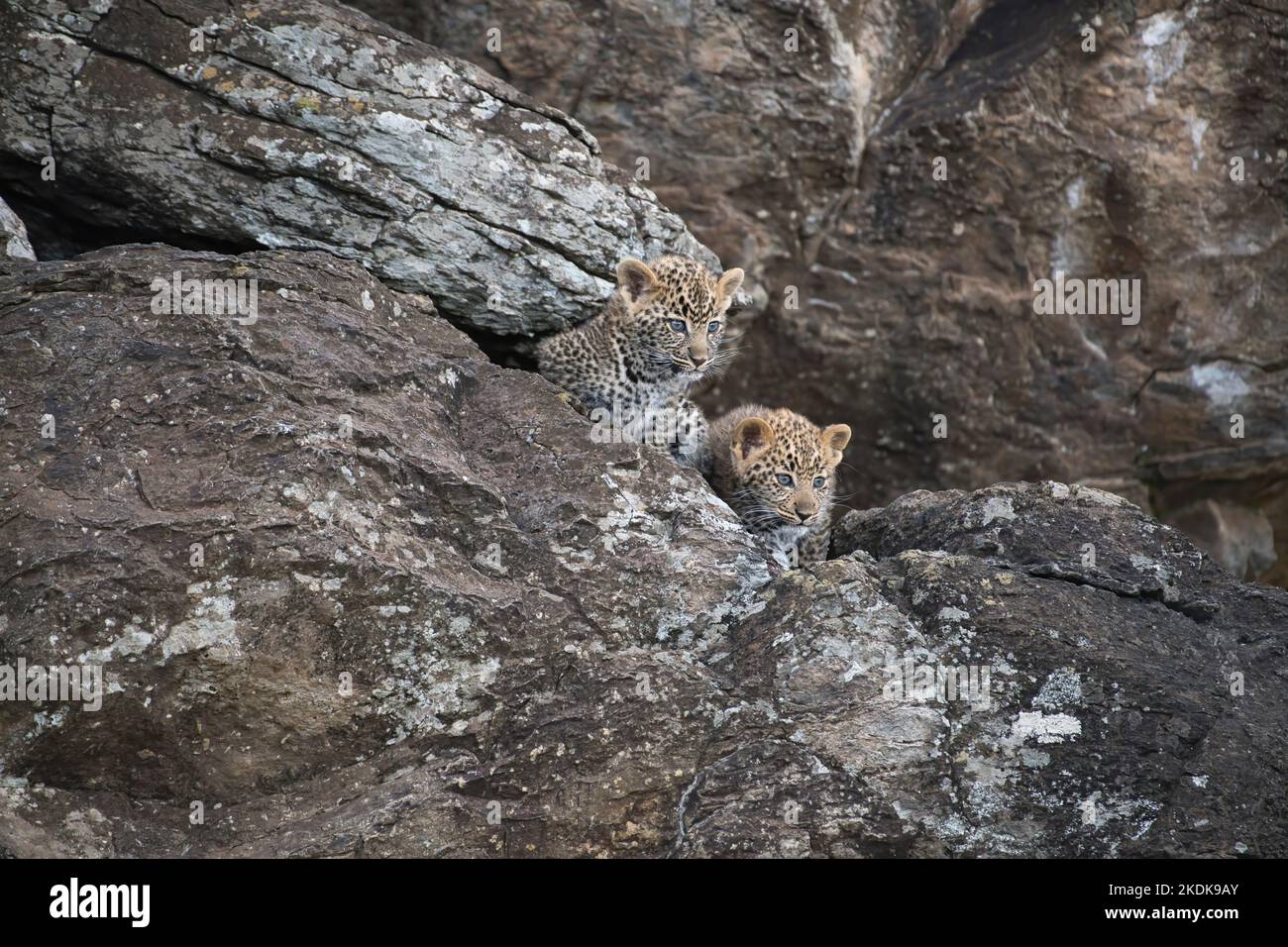 Leopard (Panthera pardus), small cubs, estimated 10 weeks old ...