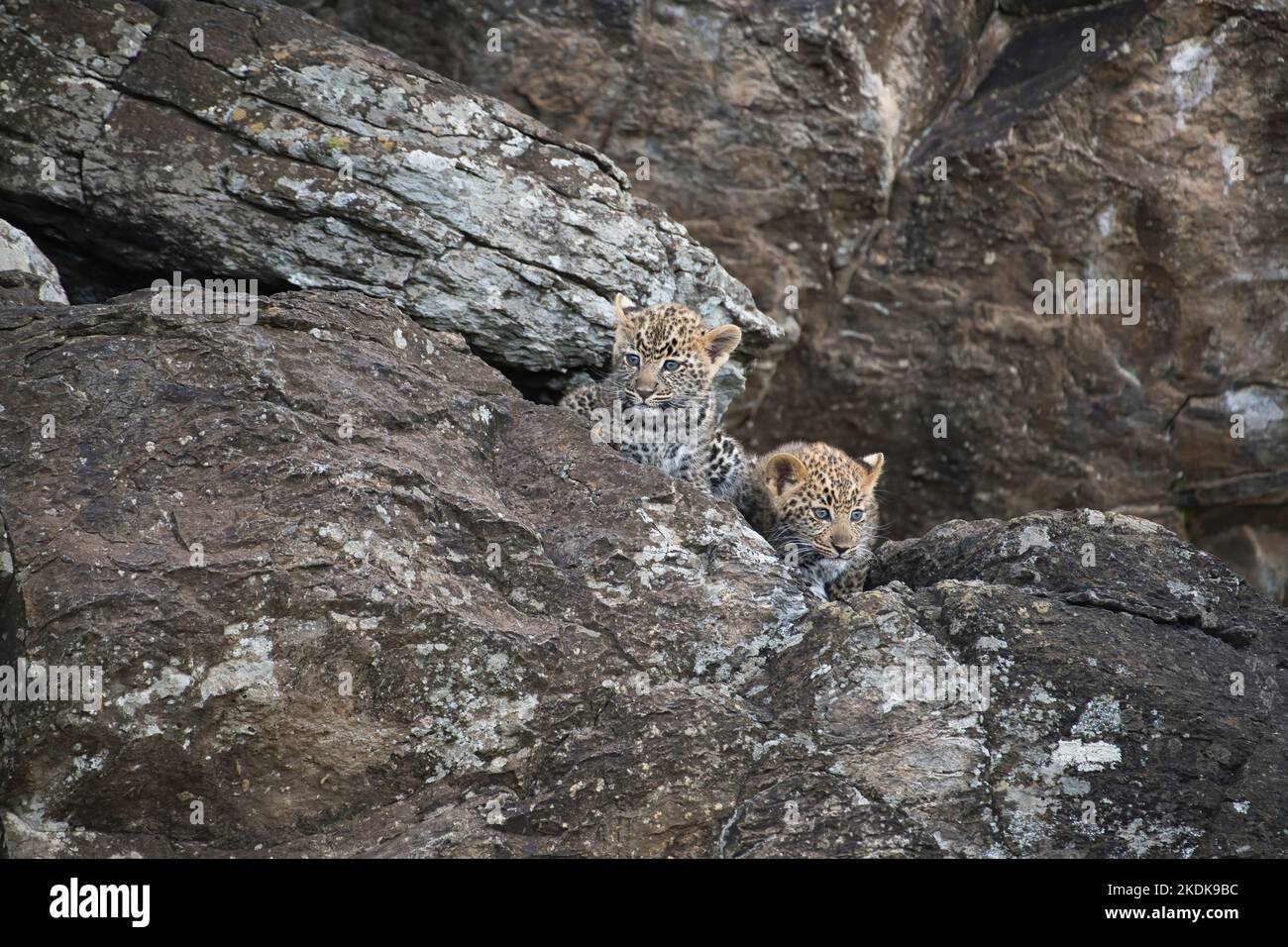 Leopard (Panthera pardus), small cubs, estimated 10 weeks old ...