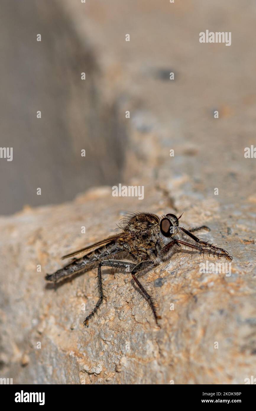 Asilinae Robber Fly with copy space and a Natural background in ...