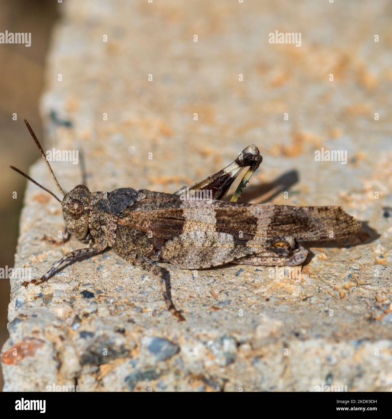 Oedipodini hi-res stock photography and images - Alamy