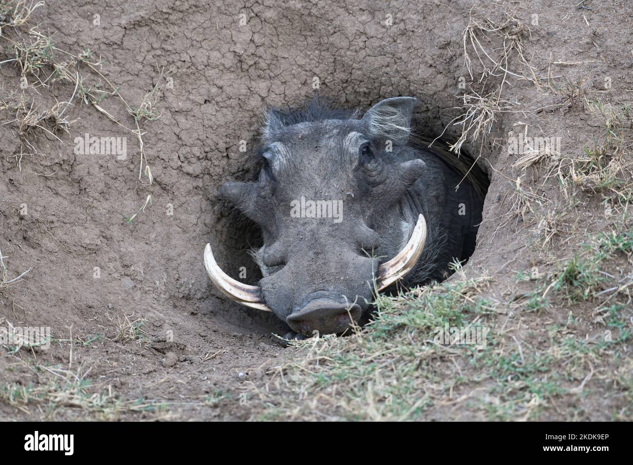A male warthog (Phacochoerus africanus) peers from it's burrow Stock ...