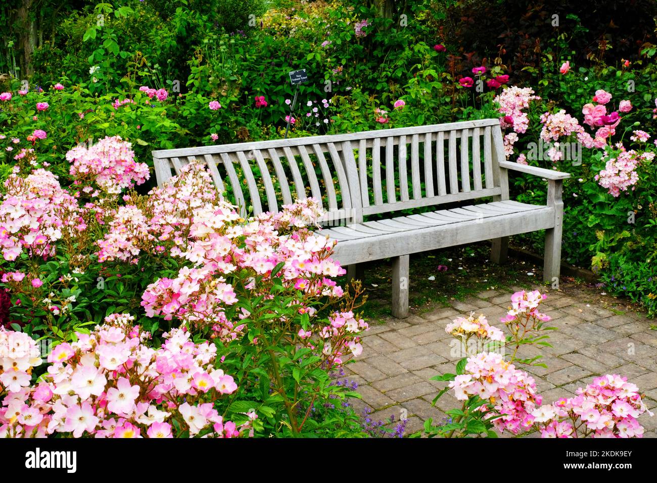 Wooden patio bench surrounded by flowering roses - John Gollop Stock ...
