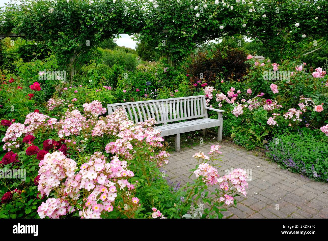 Wooden patio bench surrounded by flowering roses - John Gollop Stock ...