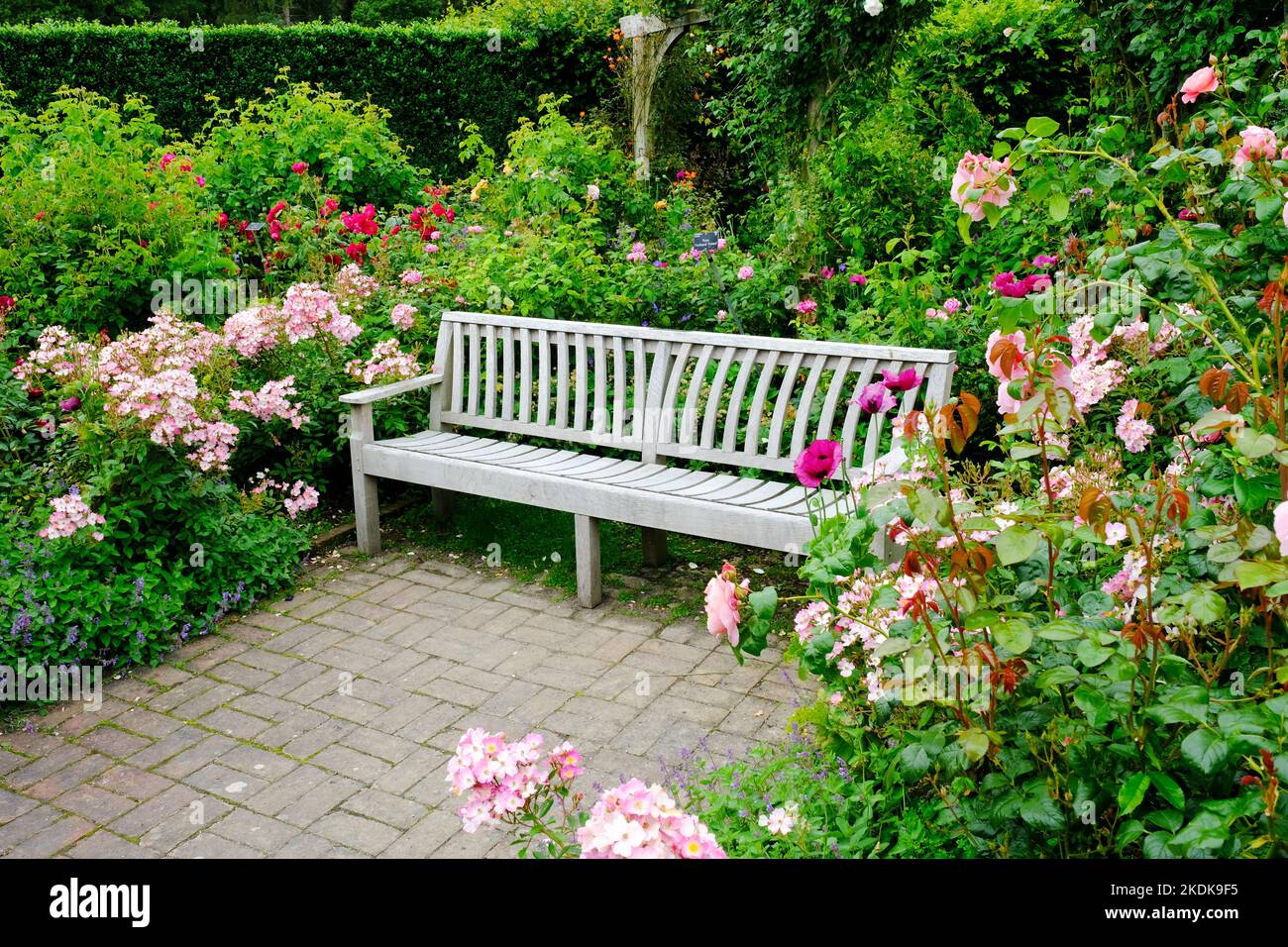 Wooden patio bench surrounded by flowering roses - John Gollop Stock ...