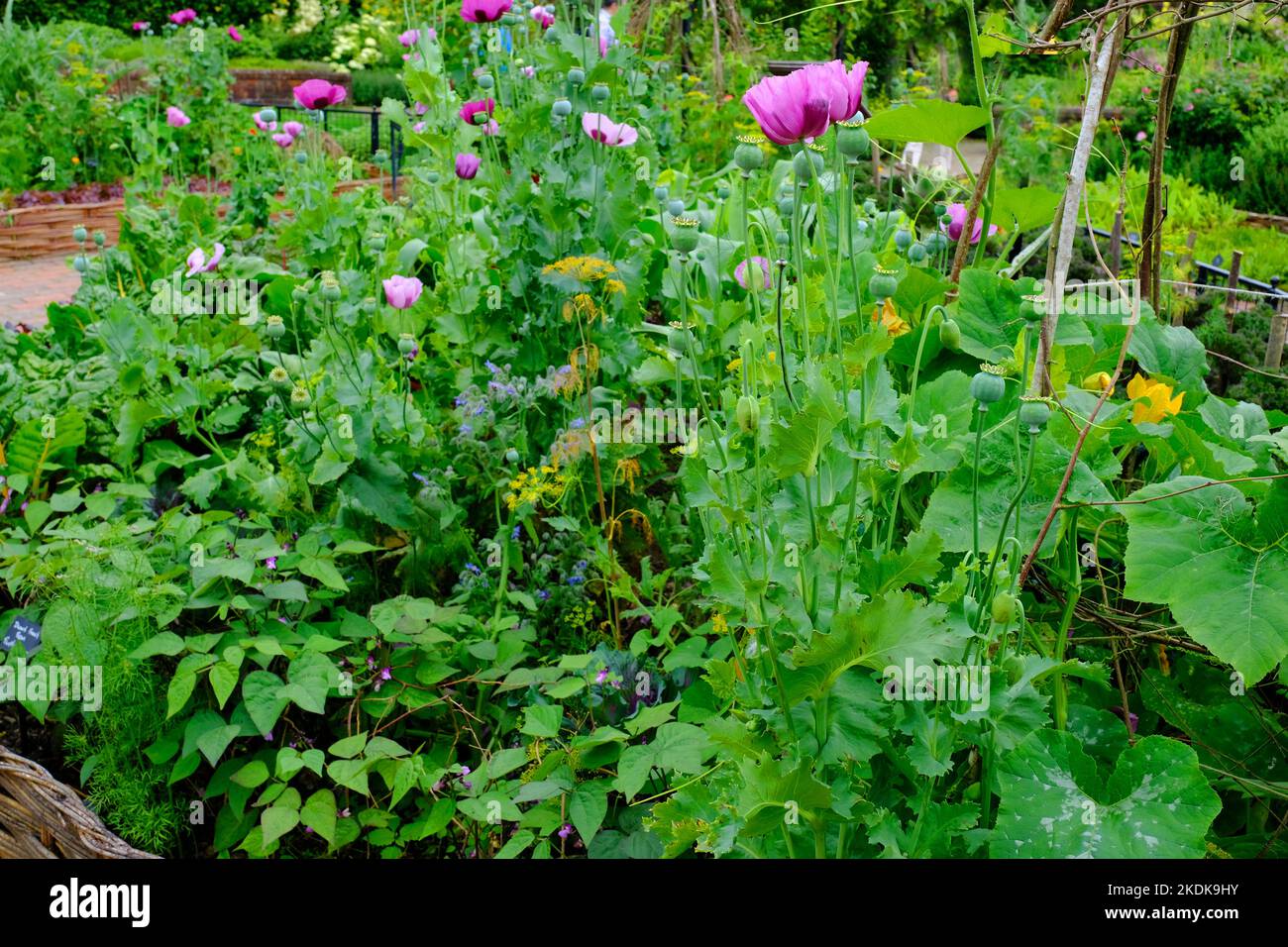 Potager garden vegetables hi-res stock photography and images - Alamy