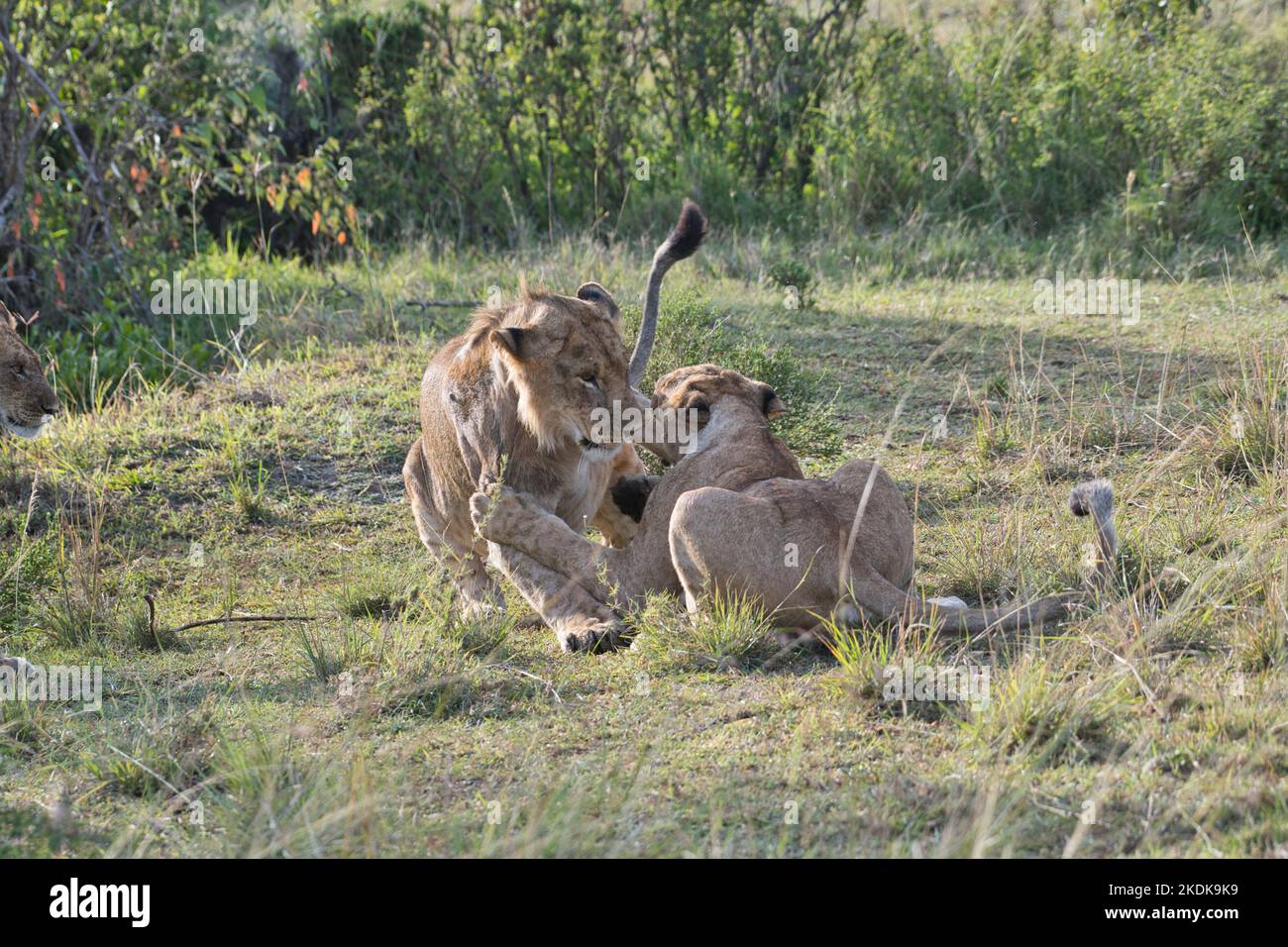 Two well-grown male lion (Panthera leo) cubs, playfighting, which ...