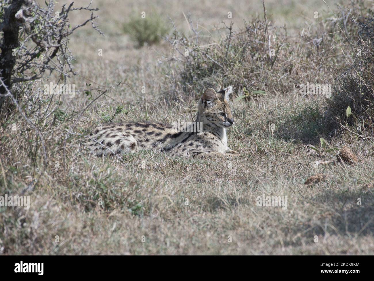 Serval cat (Felis serval) resting in the heat of the day in the African ...