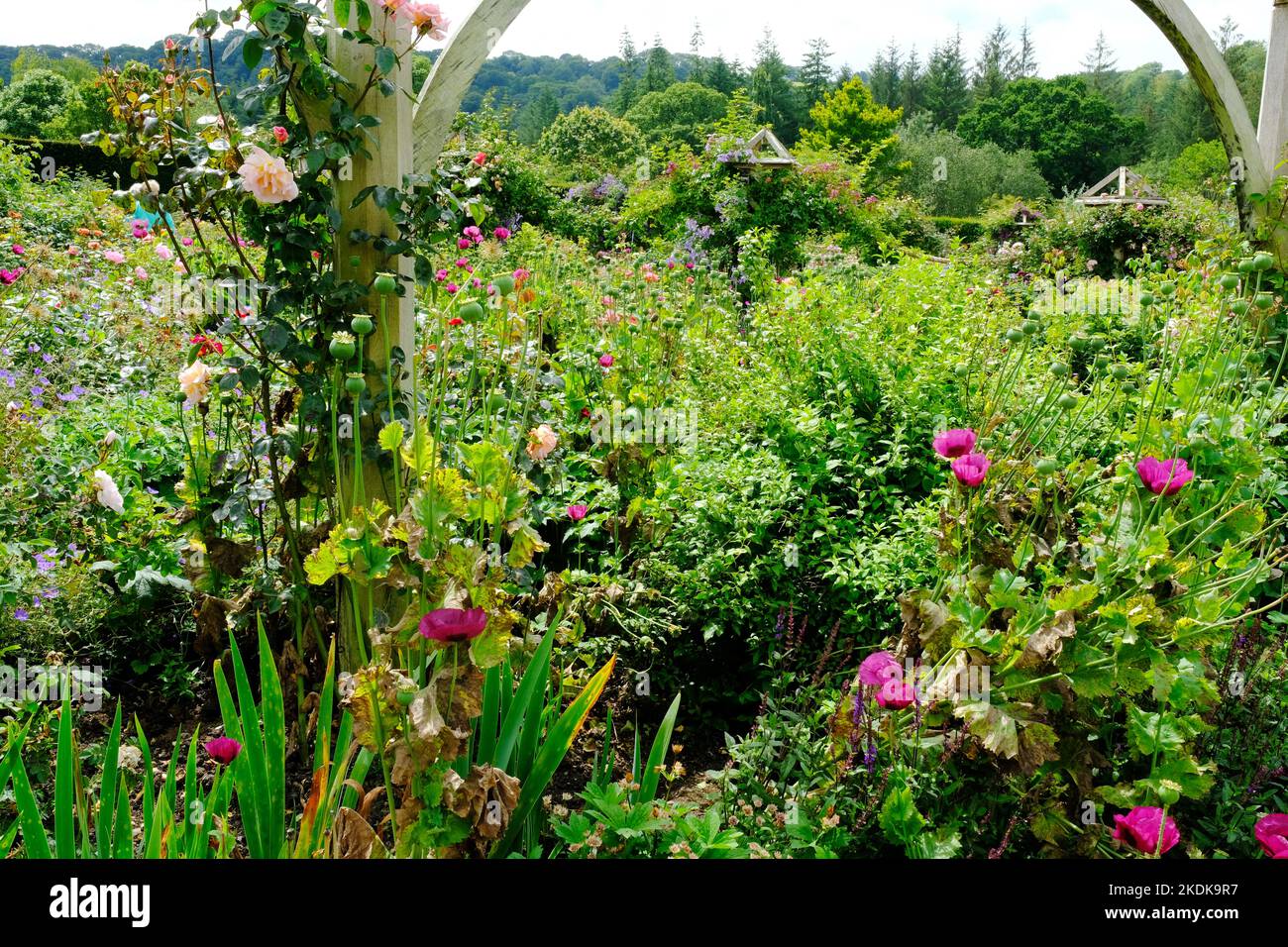 Roses climbing a wooden trellis, UK - John Gollop Stock Photo - Alamy