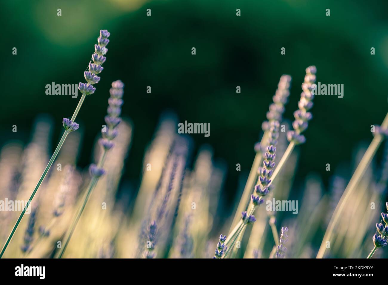 Lavender plant in a garden in evening sunlight. Lavender are popular ...