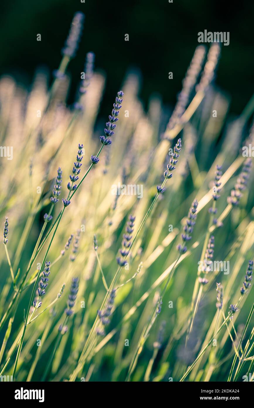 Lavender plant in a garden in evening sunlight. Lavender are popular ...