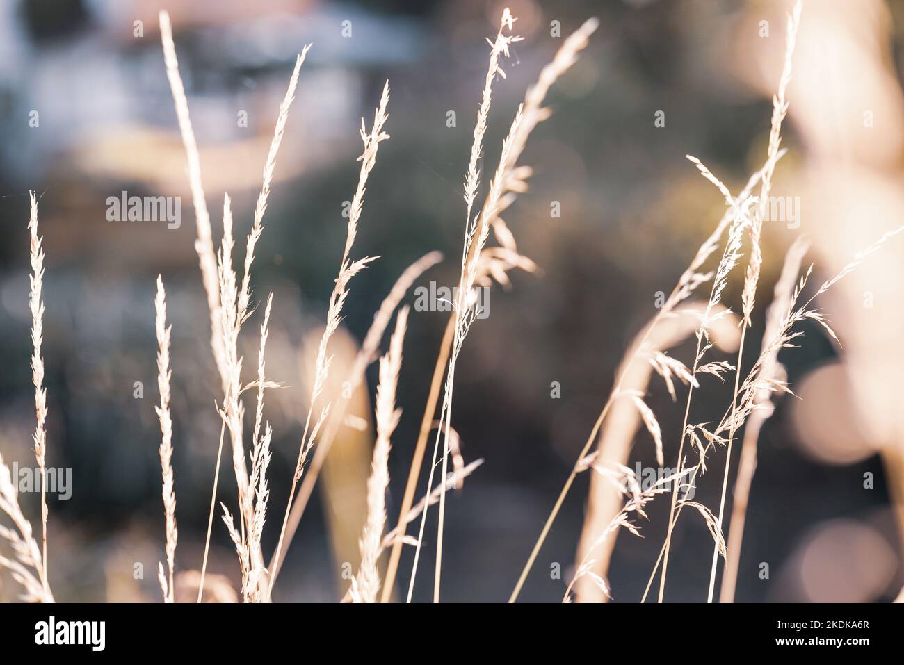 Summer grasses with shallow depth of field Stock Photo - Alamy