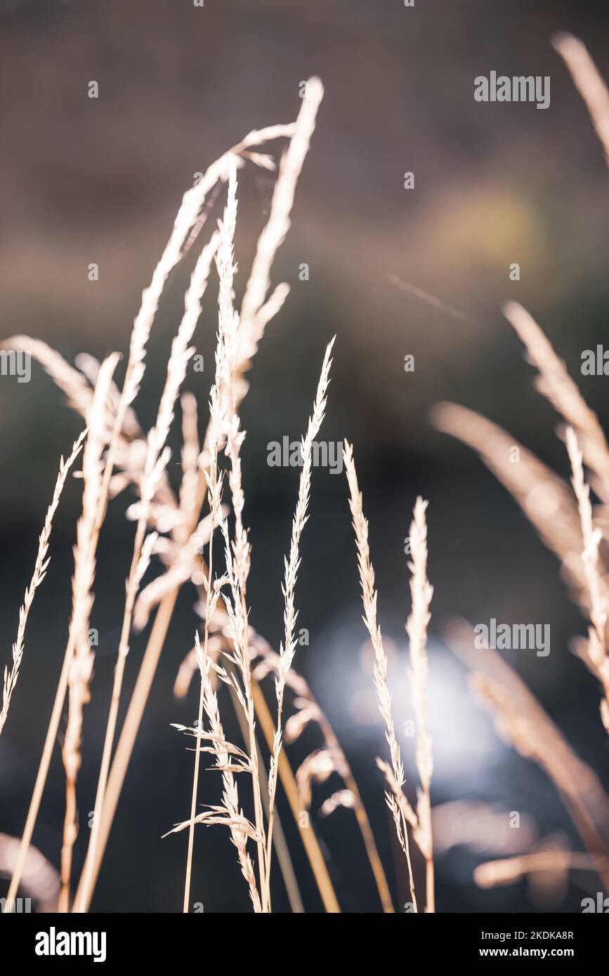 Summer grasses with shallow depth of field Stock Photo - Alamy