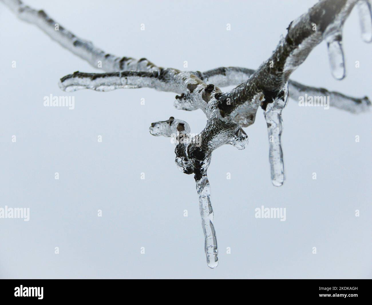 Frozen branch during winter with thick layer of ice dripping from ...