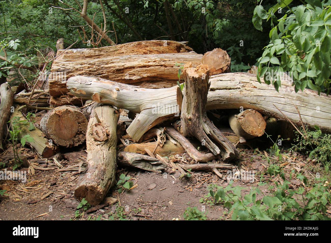 A Stack of Rotting Wood Left as a Small Animal Habitat Stock Photo - Alamy