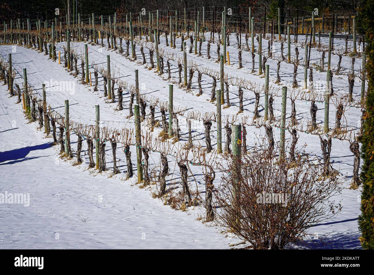 Winter snow in a vineyard of North Carolina Stock Photo - Alamy