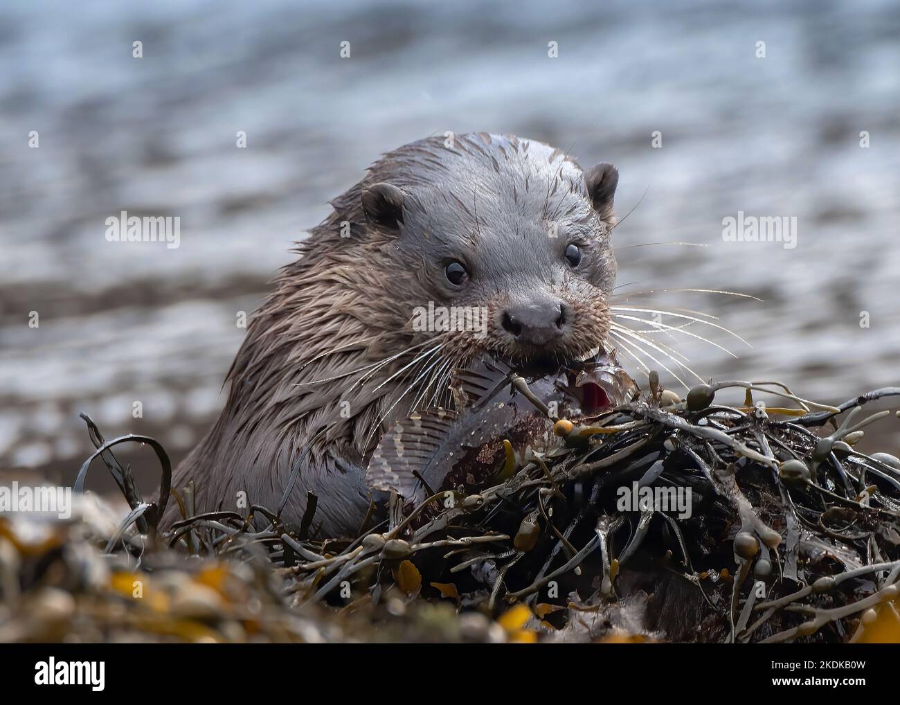 Otter (Lutra lutra), feeding in shallow water,Loch Teacuis, Morvern ...