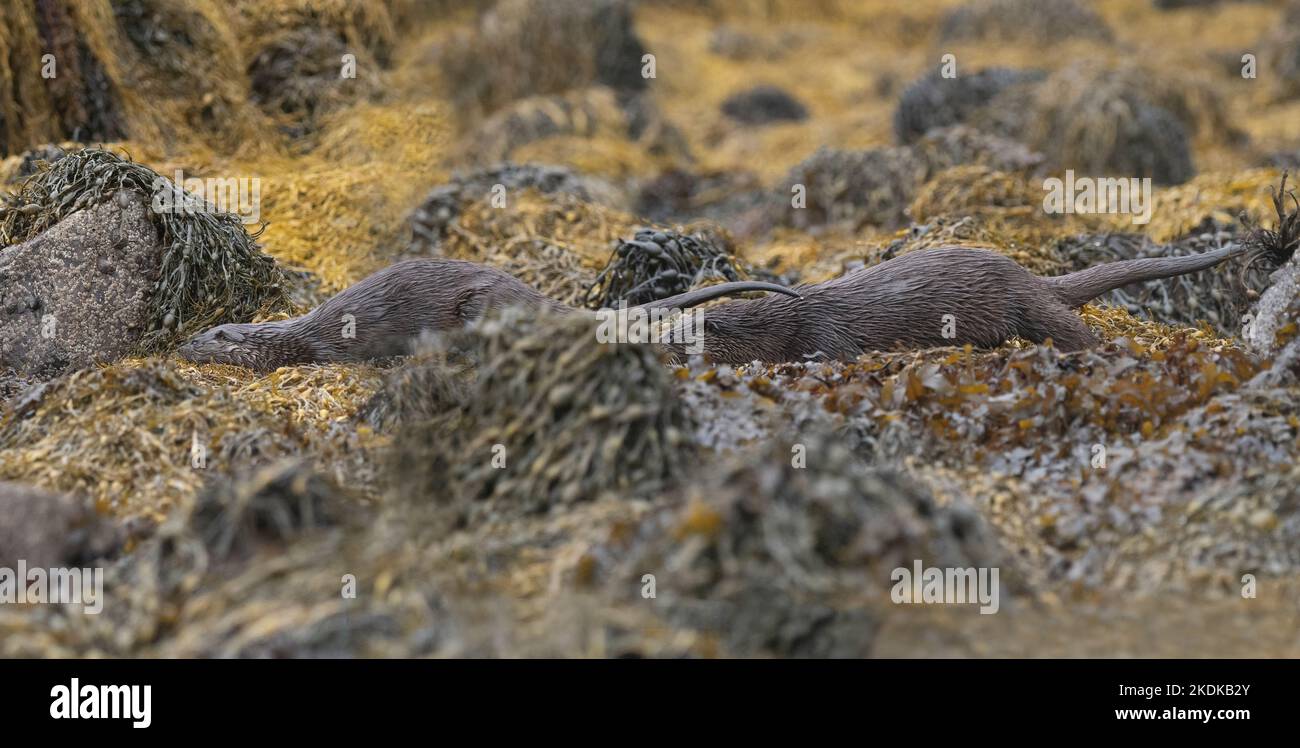 Otter (Lutra lutra), feeding in shallow water,Loch Teacuis, Morvern ...