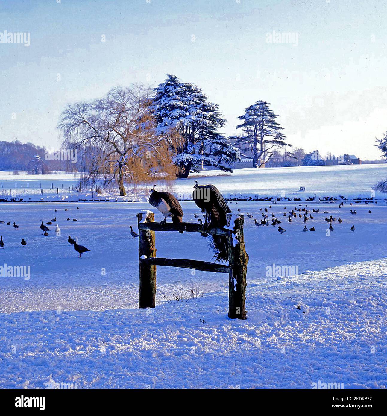 Winter (snow) scene in the grounds of Leeds Castle Stock Photo - Alamy