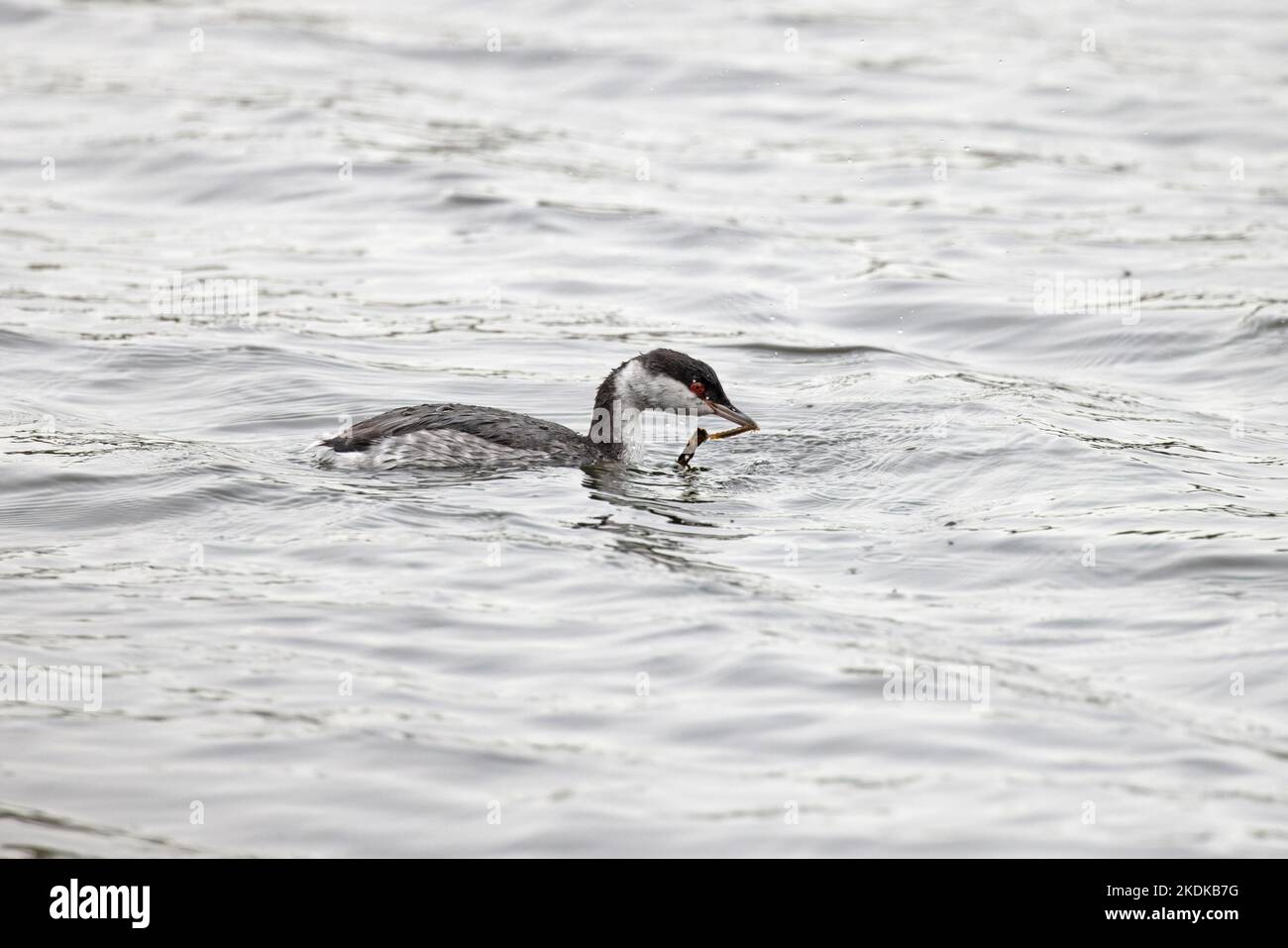 Slavonian Grebe (Podiceps auritus) hunting Whitlingham CP Norwich UK GB ...