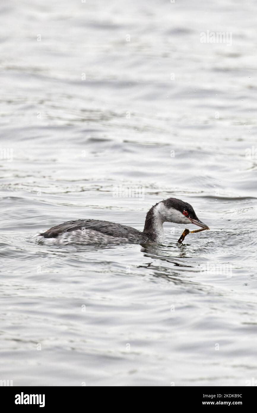 Caddisfly larvae uk hi-res stock photography and images - Alamy
