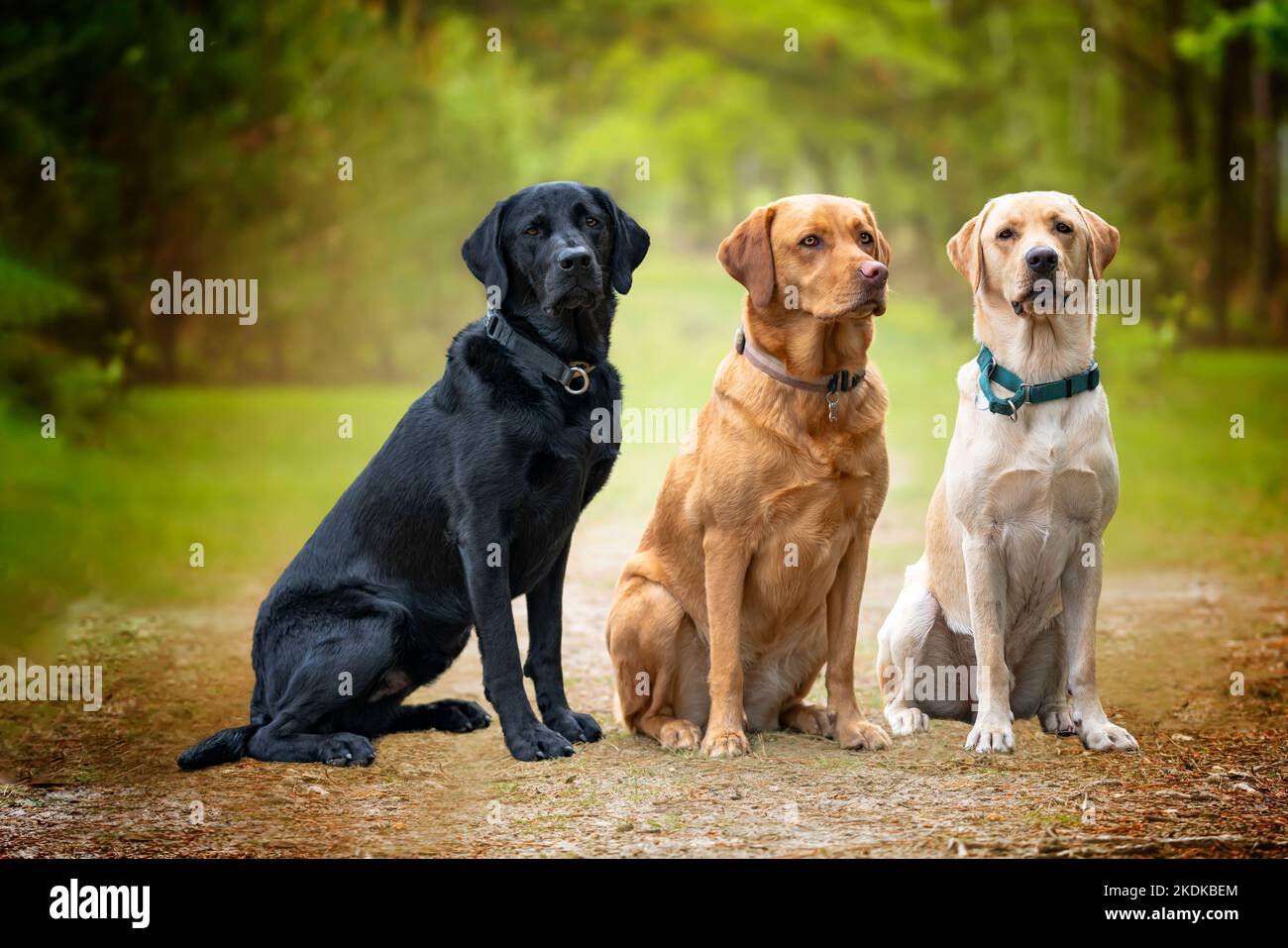 Three labradors, black, yellow, and fox red, posing in the forest and ...