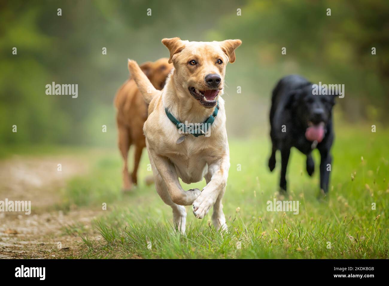 Fast running Yellow Labrador in a forest with his two friends a black ...