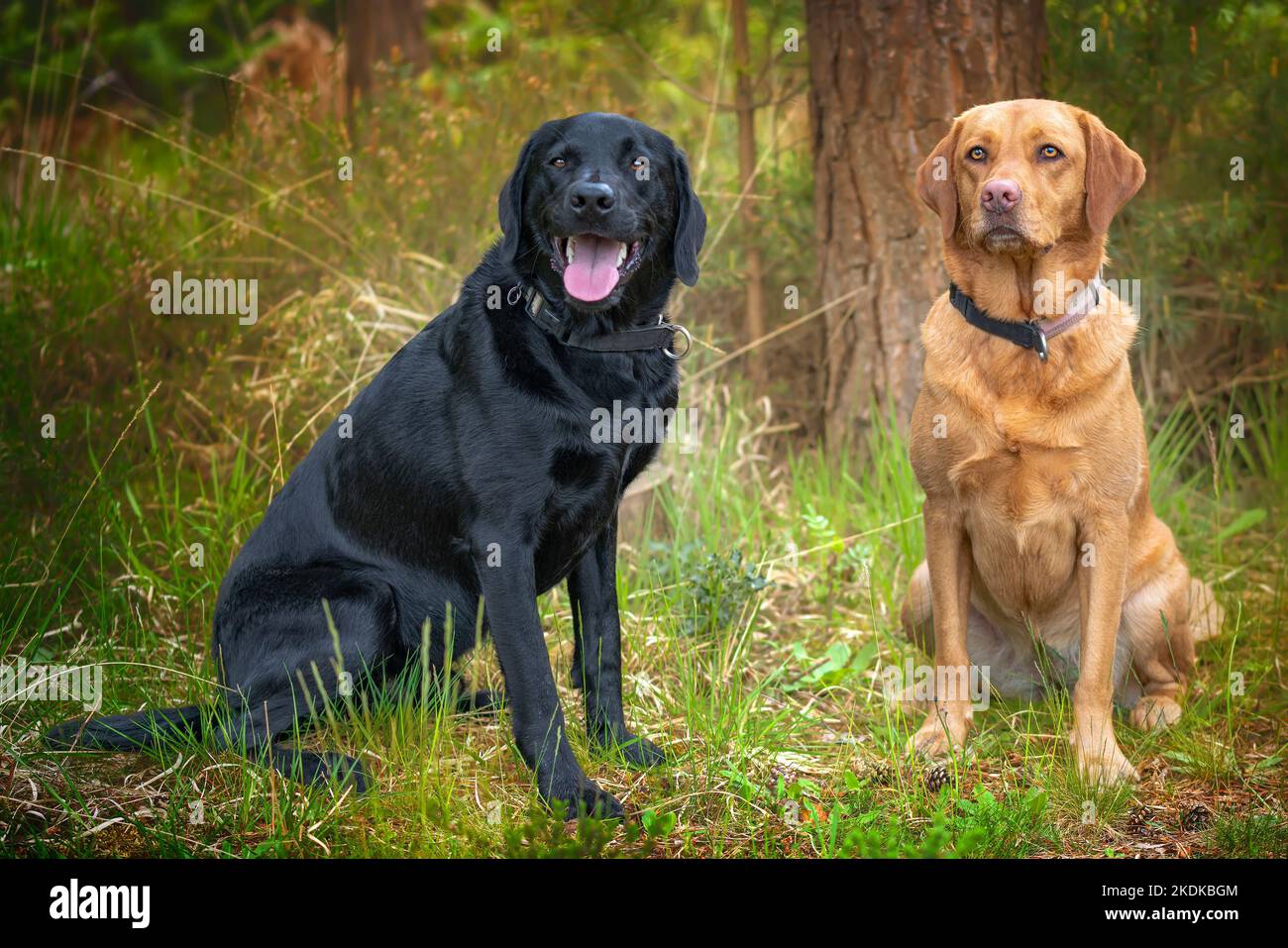 Fox Red Labrador and a Black Labrador sitting in the forest Stock Photo ...