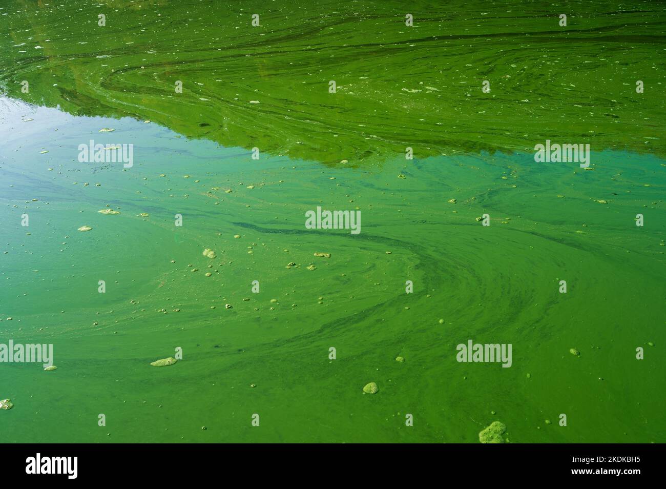 Streaks of blue-green algae or cyanobacteria turned water green Stock ...